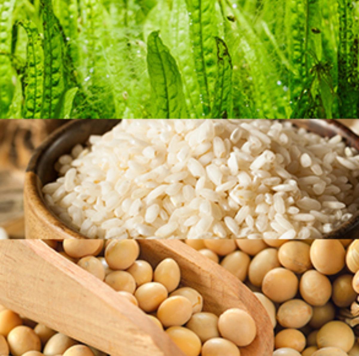 Sensus Color Grace (M3K) Permanent Hair Color 100ml – sensuscanada